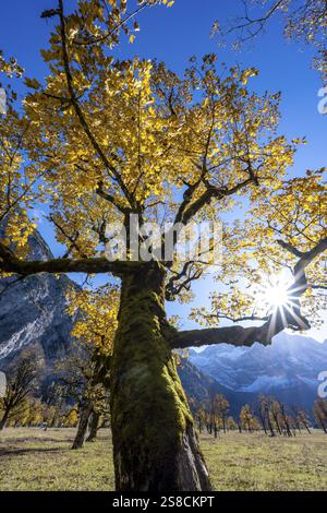 Sycamore maple with autumnal yellow foliage and Solaster endeca, large ...