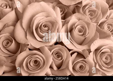 Beautiful roses, toned in mocha mousse shade. Color of 2025 year Stock ...