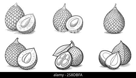 Hand drawn sketch of Salak. Vintage hand drawn Salak. Vector ...