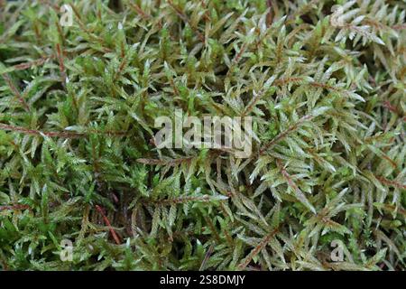 Pleurozium schreberi, the red-stemmed feathermoss or Schreber's big red ...