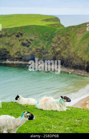 Sheep grazing near Silver Strand, a sandy beach in a sheltered ...