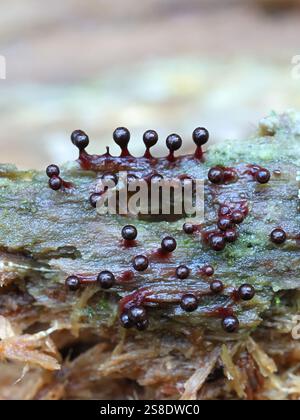 Trichia botrytis, a slime mold from Finland, no common English name ...