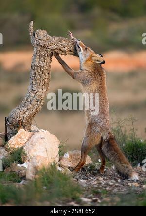 Red fox standing on hind legs in forest like in fairy tail and looking ...