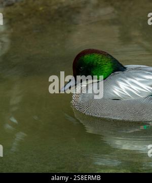 Falcated duck (Anas falcata) in Japan Stock Photo - Alamy