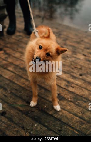 young pomeranian, picture in the nature, in autumn Stock Photo - Alamy