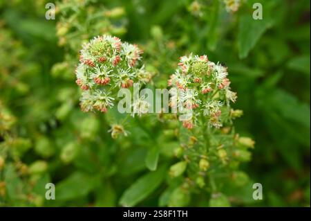 Pale summer flowers of Reseda odorata or garden mignonette in UK garden ...