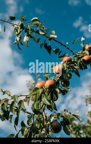 Branches of a large pear tree with many still green fruits, abundant ...