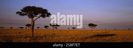 Umbrella Thorn Tree, Acacia tortilis, Amboseli National Park, Kenya ...