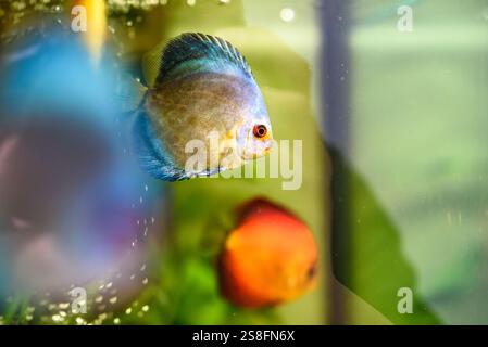 Blue Discus in the clear water of the aquarium Stock Photo - Alamy