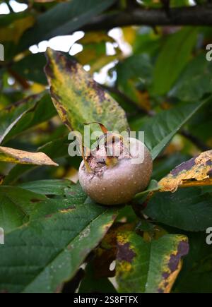 The medlar or common medlar (Mespilus or Crataegus Germanica) fruits ...