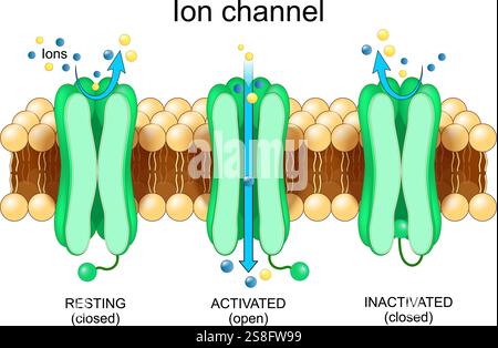 Cell Membrane Or Plasma Membrane Stock Vector Image & Art - Alamy