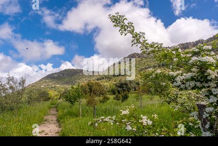 Monteleone Rocca Doria, green nature, mountain and rocks with forest ...