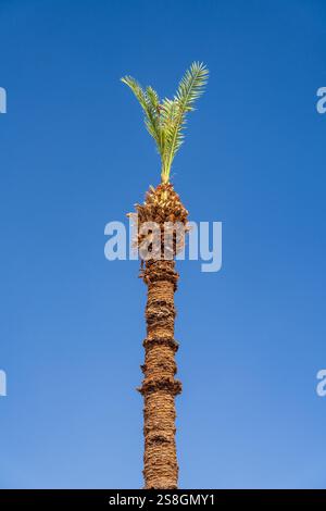 A vibrant green palm frond stands out against a clear blue sky ...