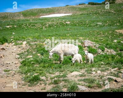 Goat kids, grazing cattle in a meadow in a small private farm Stock ...