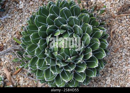 Queen Victoria Agave Plant Stock Photo - Alamy