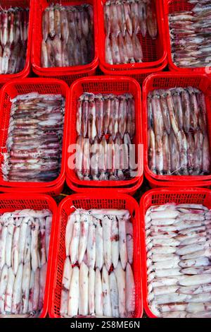 Fresh squid in the market (Dong Hoi, Vietnam Stock Photo - Alamy