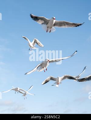 Selective focus shot of a seagull flying in the sky Stock Photo - Alamy