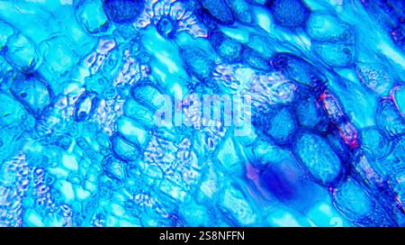 Tilia Stem under Optical Microscope Stock Photo - Alamy