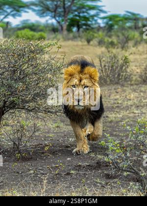 Restless lion (Panthera) in wait Stock Photo - Alamy
