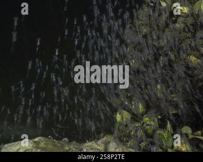 Shrimp swarm of Danube shrimp (Limnomysis benedeni), floating shrimp ...