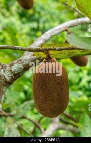 Cupuaçu Fruit on Tree Branch in the Amazon Rainforest Stock Photo - Alamy