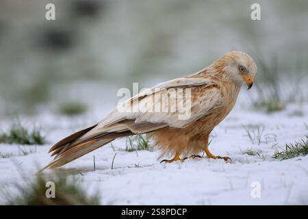 Leucistic Red Kite in the Snow Stock Photo - Alamy