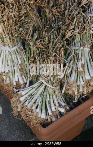 Stacks of garlic plants on sale in the view Stock Photo - Alamy