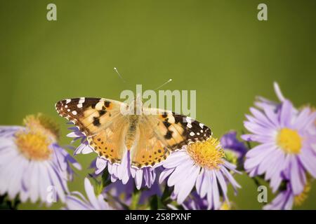 An image of a nice butterfly Vanessa cardui Stock Photo - Alamy