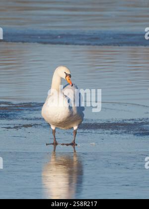 Mute Swans standing on ice Stock Photo - Alamy