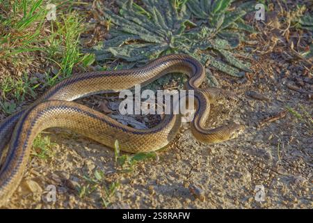 France, Gard department, Montpellier snakes, mating of two twisted ...