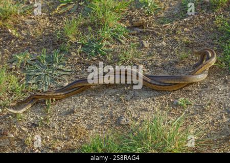 France, Gard department, Montpellier snakes, mating of two twisted ...