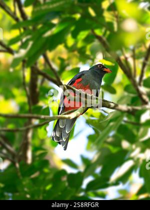 Slaty-tailed Trogon (Trogon massena), Aves, Darien, PA, Black-tailed ...