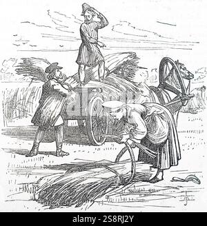 Engraving depicting the reaping of barley by hand. Dated 19th Century ...