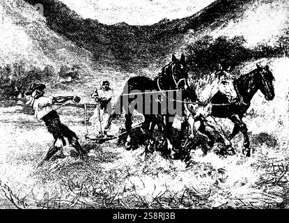 Engraving depicts threshing with horses in Spain. Threshing is a method ...