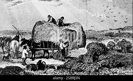 Engraving depicting the reaping of barley by hand. Dated 19th Century ...