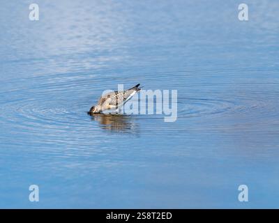 Curlew snadpiper Calidris ferruginea feeding in Fishtail Lagoon ...