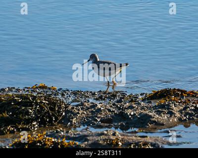 Normandy Lagoon, Lymington - Keyhaven Nature Reserve, Hampshire ...