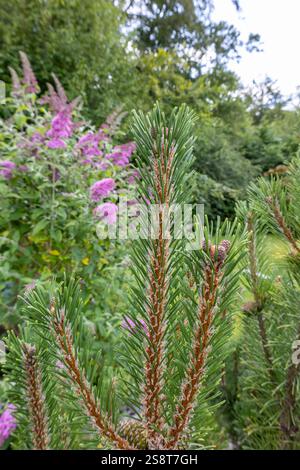 A beautiful view of pine cones growing on the branches of the tree on a ...