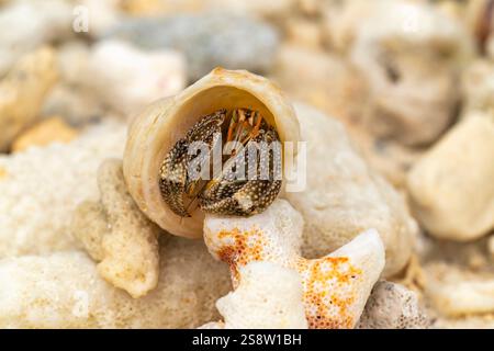 French Polynesia, Rangiroa Atoll. Hermit crab inside shell Stock Photo ...
