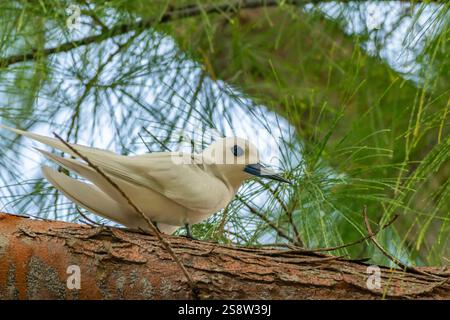 French Polynesia, Tikehau Atoll. Fairy tern in tree Stock Photo - Alamy