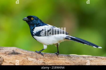 Magpie tanager pause for moment for a look around in the forest of Peru ...