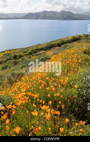 California poppies on a hillside Stock Photo - Alamy