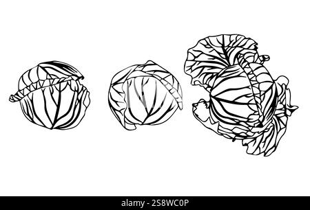 Large set of cabbage heads. Doodle style. Vector illustration isolated ...