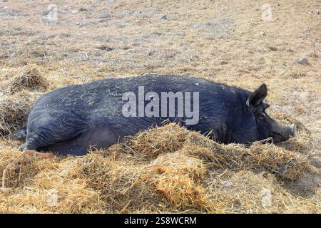 Black Ibiro pig asleep on straw, Fuerteventura. Taken November 2024 ...