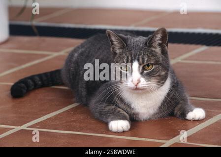 Hauskatze der Rasse Europäisch Kurzhaar, grau getigert, liegt auf ...