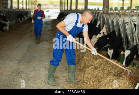 Senior man works with cows in barn, moves hay closer to cows, provides ...