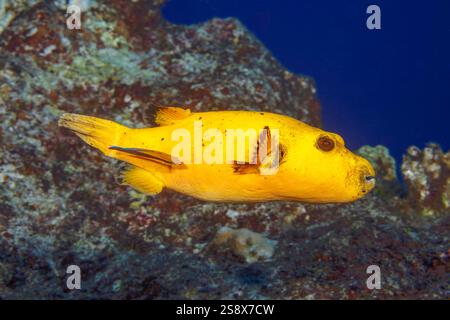 Yellow Arothron meleagris, golden puffer guineafowl puffer fish ...