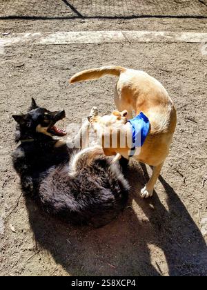 Labrador Retriever and German Shepherd Dog Stock Photo - Alamy