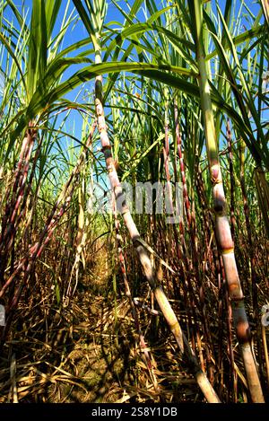 Sugarcane plant at a roadside plantation in Karanganyar, Central Java ...