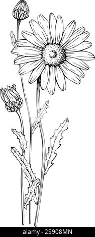 Blooming wildflower daisy, side view. Hand drawn botanical vector ...
